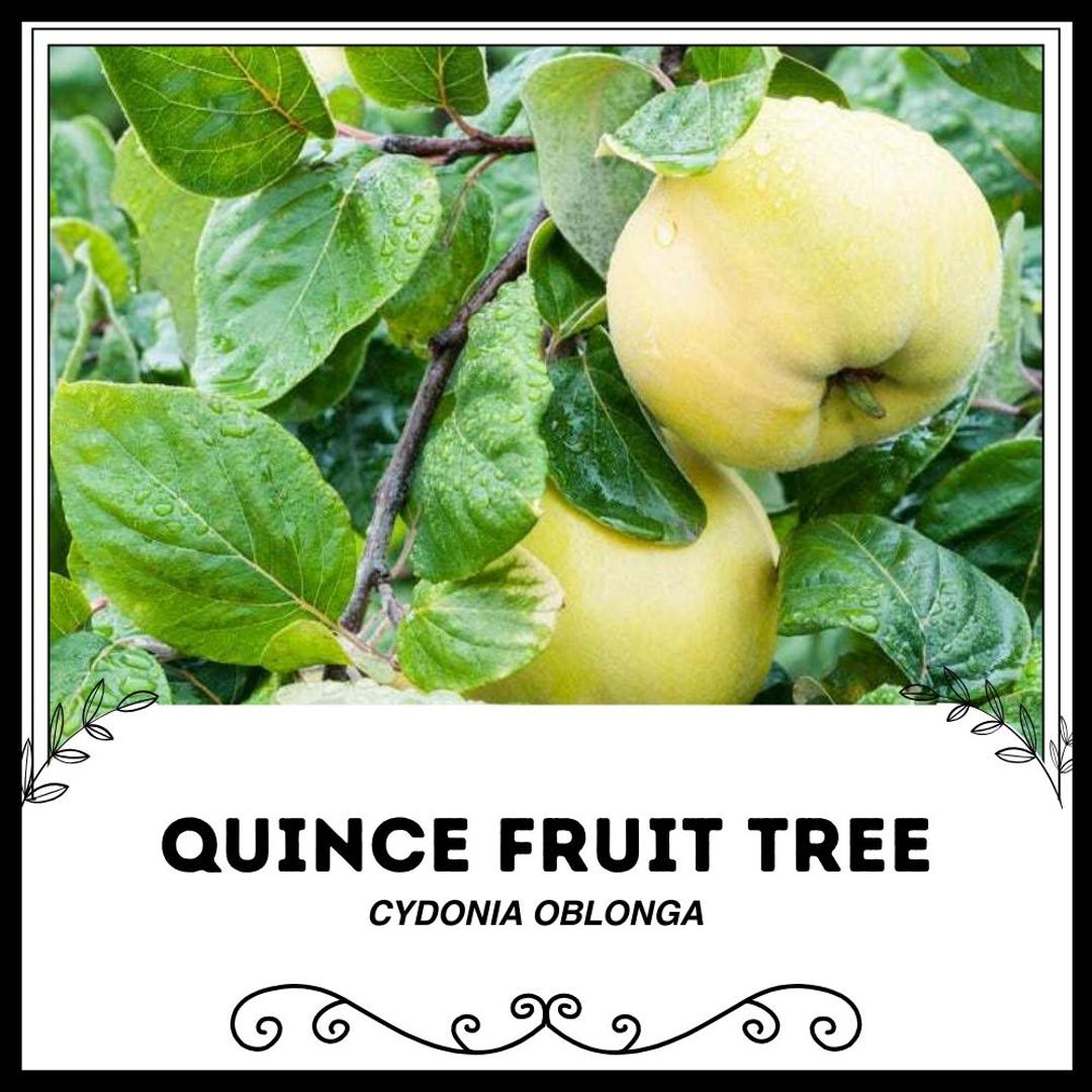 Quince Fruit Tree - Cydonia Oblonga - Rare 'fruit' Seeds - Quince ...