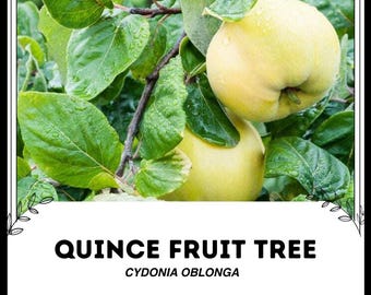 Quittenobstbaum - Cydonia Oblonga - Seltene 'Frucht'-Samen - Quitte ...