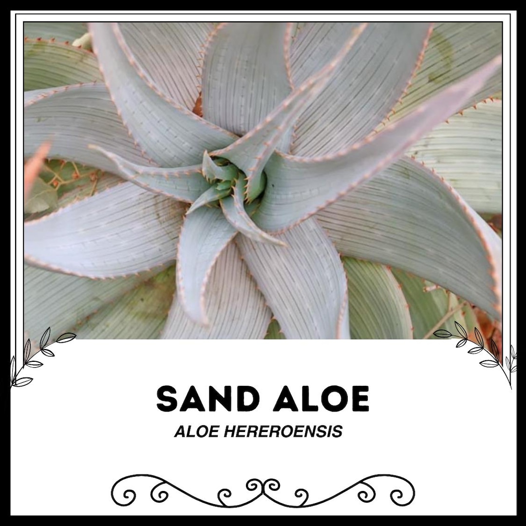 Sand Aloe - Aloe Hereroensis - Rare 'succulent Plant' Seeds - Coral ...