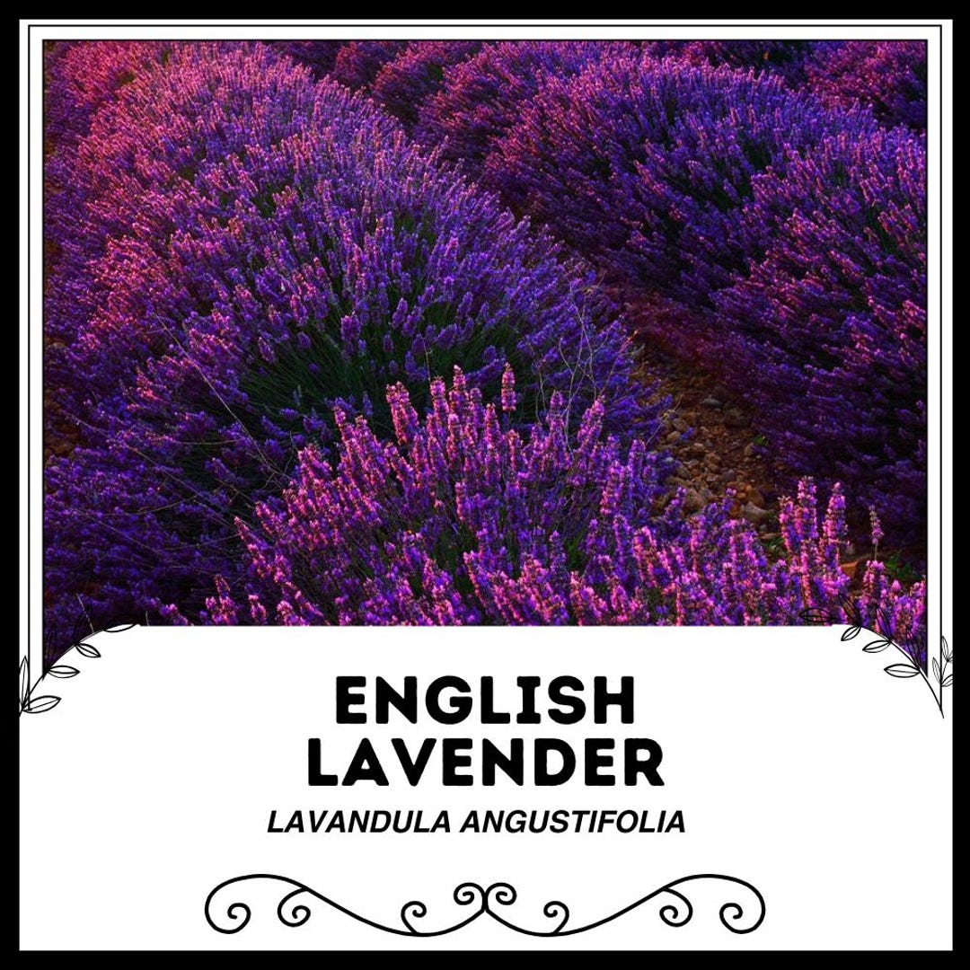 Lavanda inglesa - Lavandula angustifolia - Semillas raras de 'plantas ...