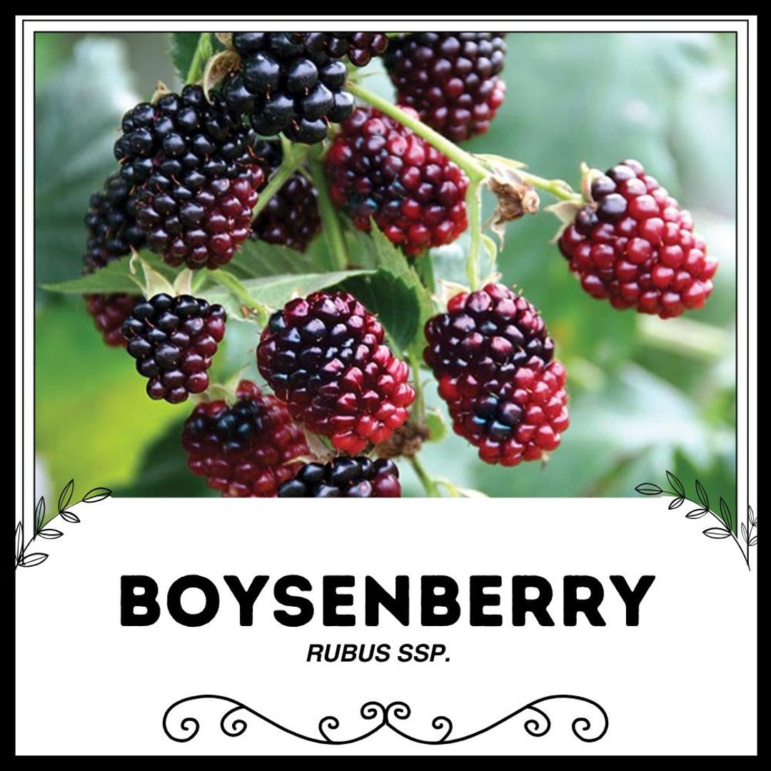 Boysenberry - Rubus Ssp. - Rare 'fruit' Seeds - Boysenberry Bush, Black ...
