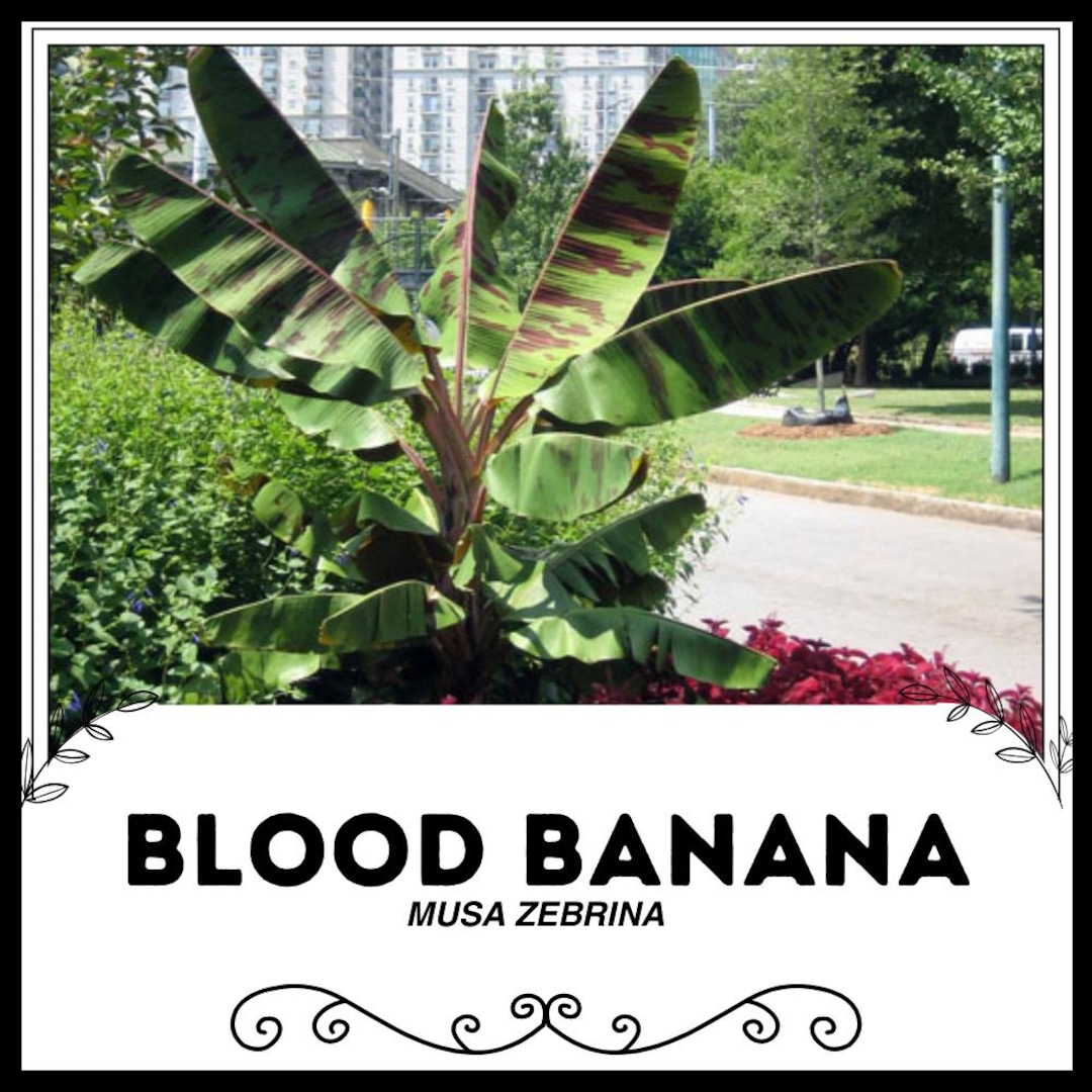 Blood Banana - Musa Zebrina - Rare 'plant' Seeds - Red Banana, Green ...