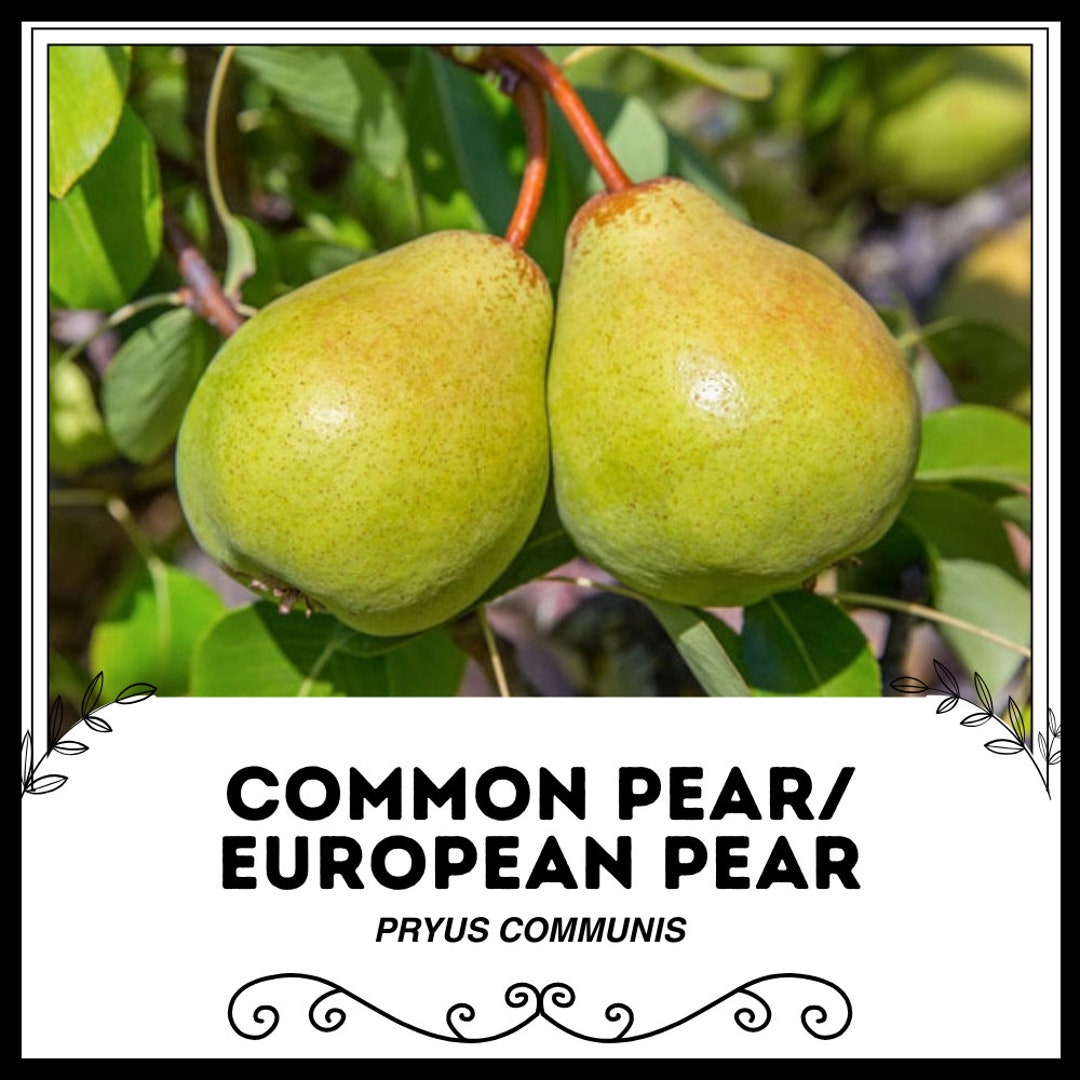 Common Pear / European Pear - Pryus Communis - Rare 'fruit' Seeds ...