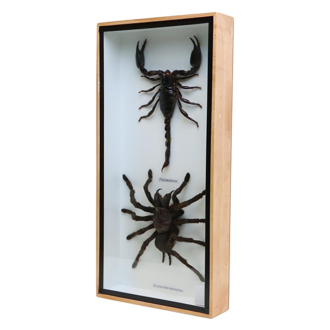Real Taxidermy Insect Bug- Tarantula and Scorpian - Etsy