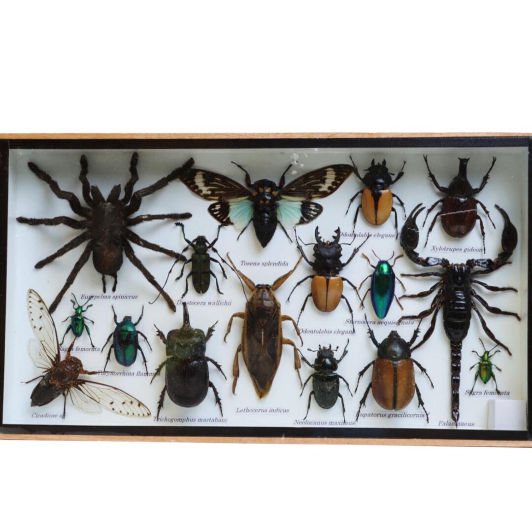 Real Taxidermy Insects Bug in Wooden Frame - Large Horizontal 14”x8 ...