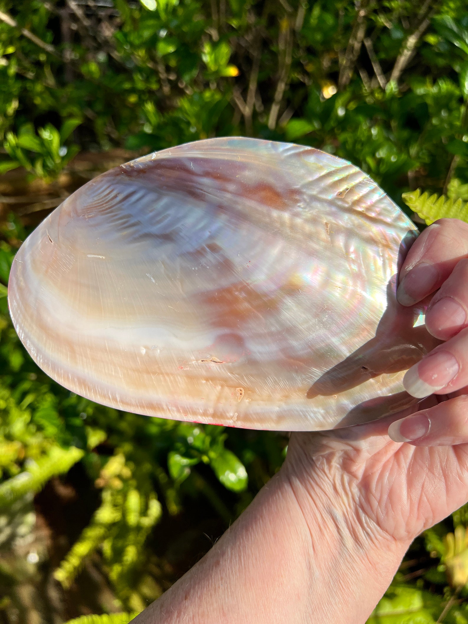 Hand Painted - 6” Pearlized Mussel Shell - Octopus - Etsy