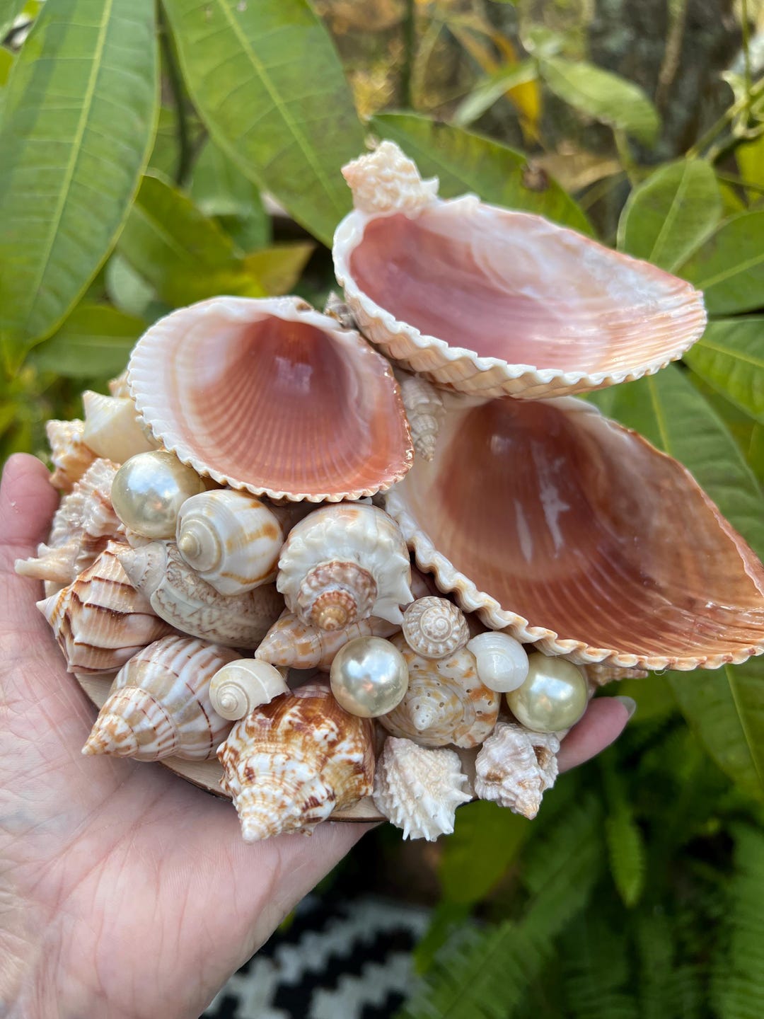 Florida Cockle Shell Bowl Display #2 - Etsy
