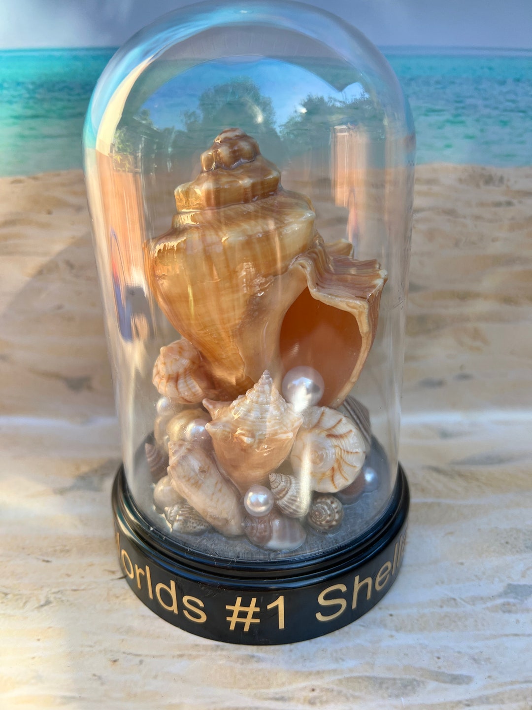 Shell Dome Display - Worlds #1 Sheller - Etsy