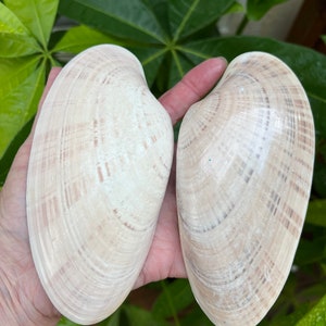 Set of 2 Sunray Venus Clams Whales 2 - Etsy