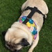 DIY Dog Harness Sewing Pattern and Full Instructions PDF Download ...