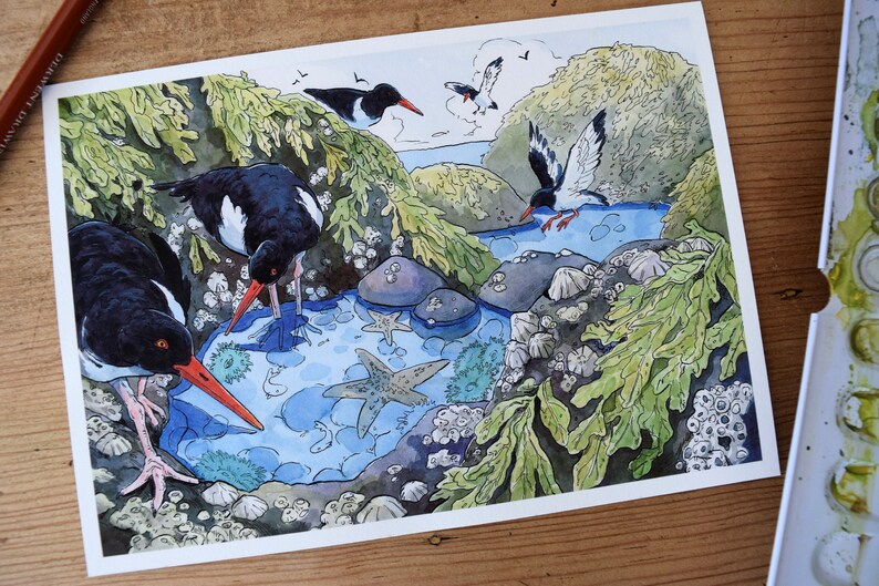 Wildlife Illustration Print A5, Oystercatchers at a Rockpool ...