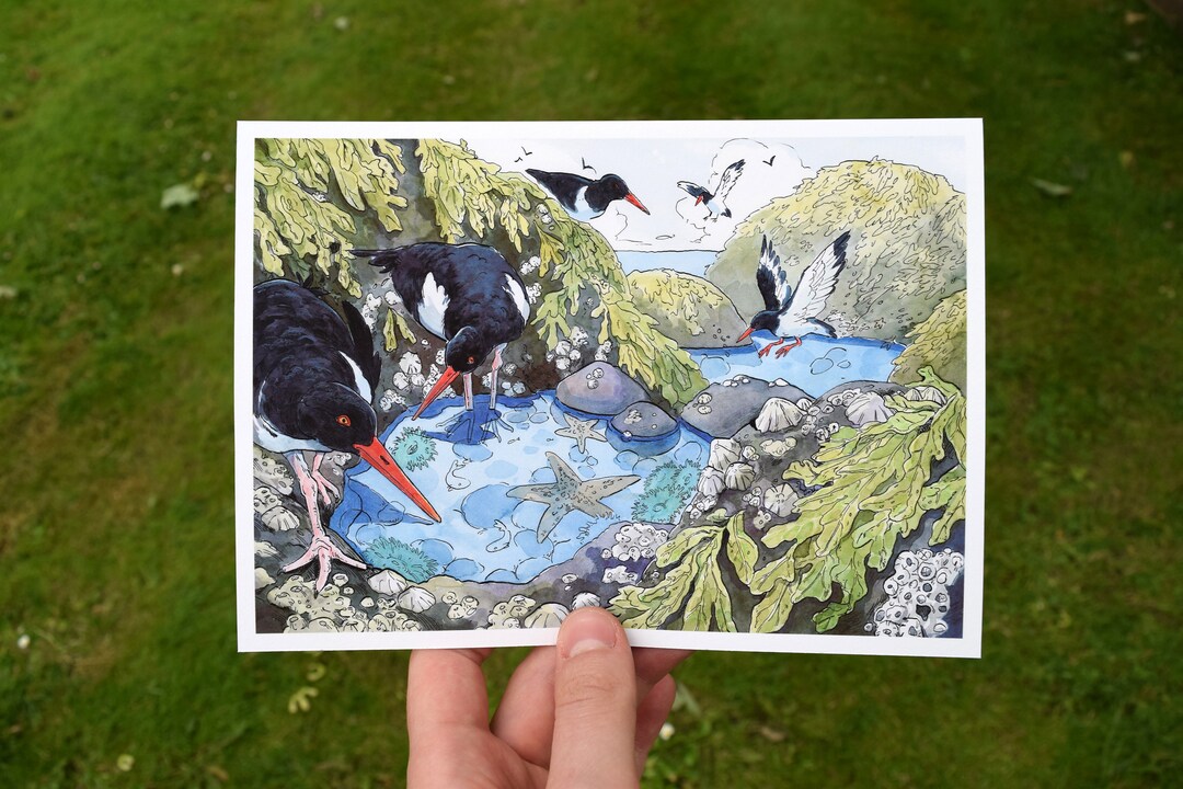 Wildlife Illustration Print A5, Oystercatchers at a Rockpool ...