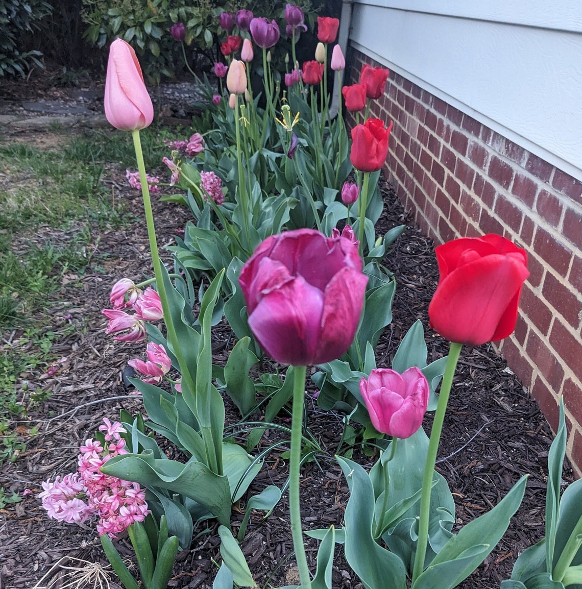Tulip Seeds Breed Your Own Unique Variety - Etsy