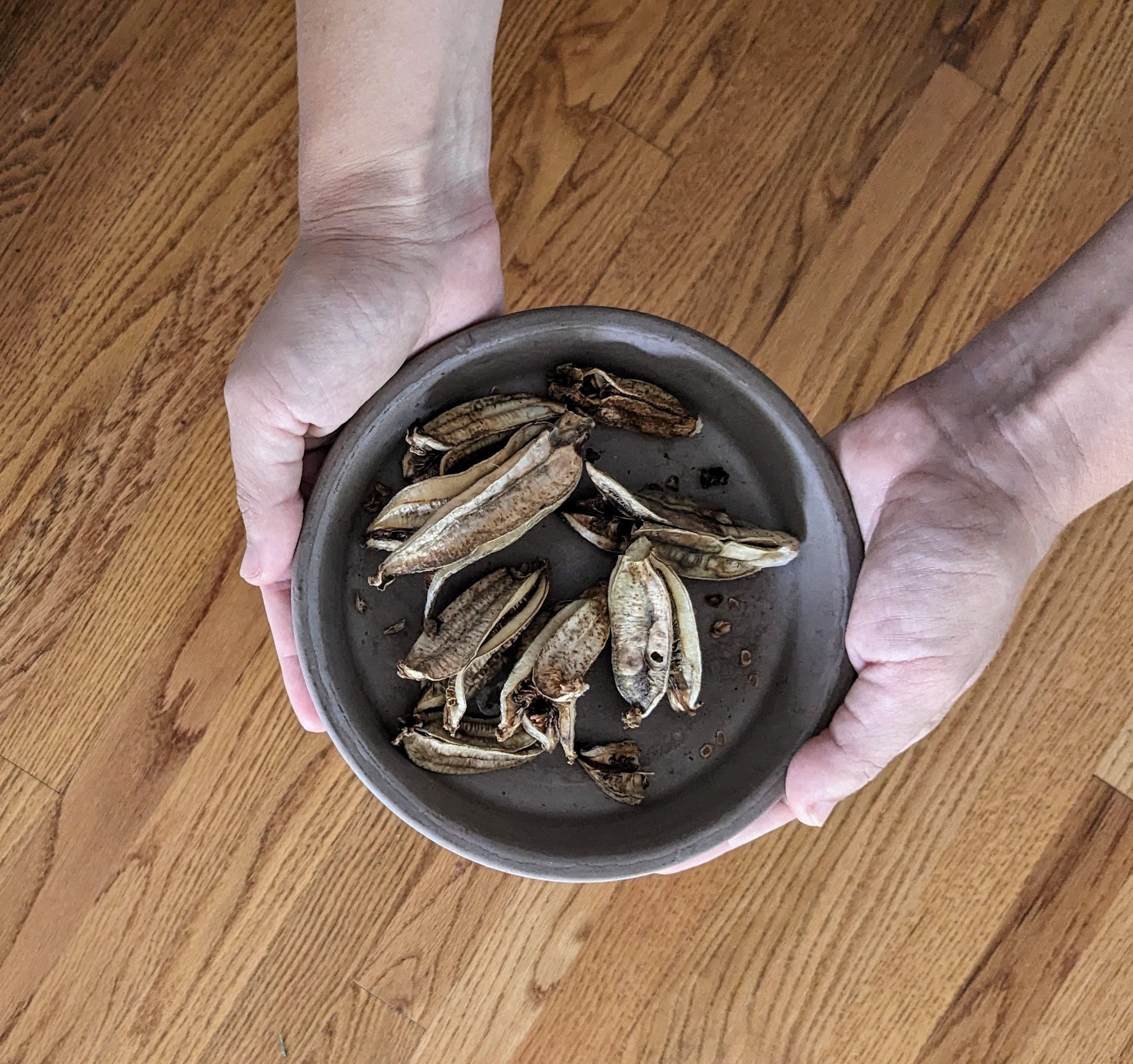 Tulip Seeds Breed Your Own Unique Variety - Etsy