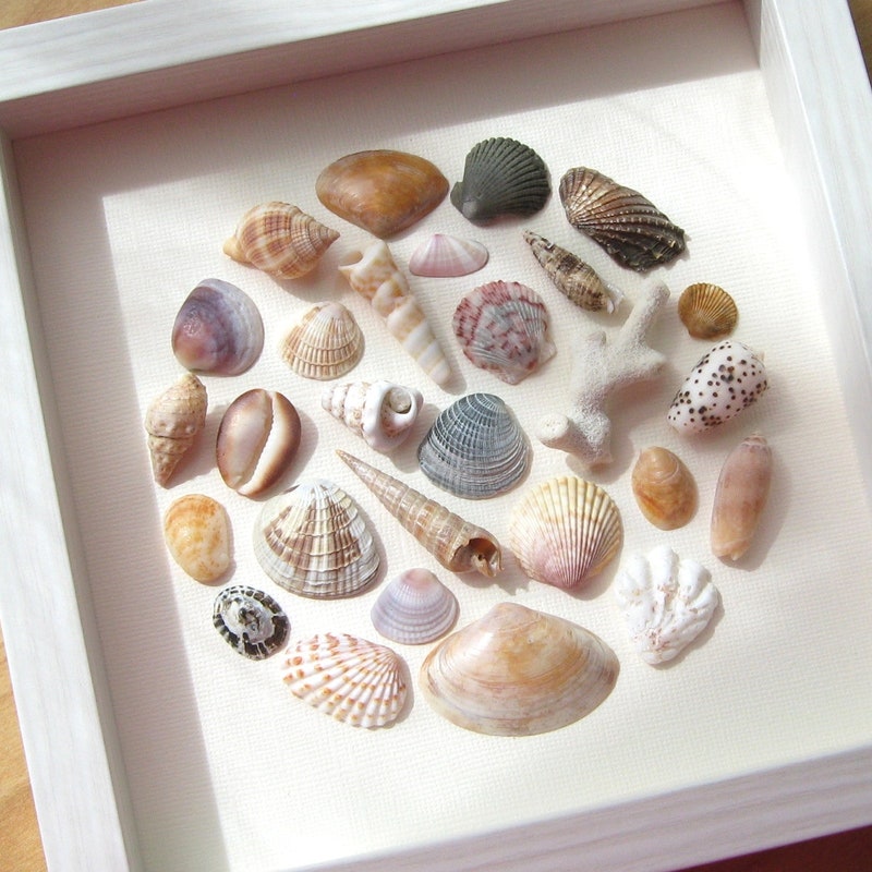 Framed Seashell - Etsy