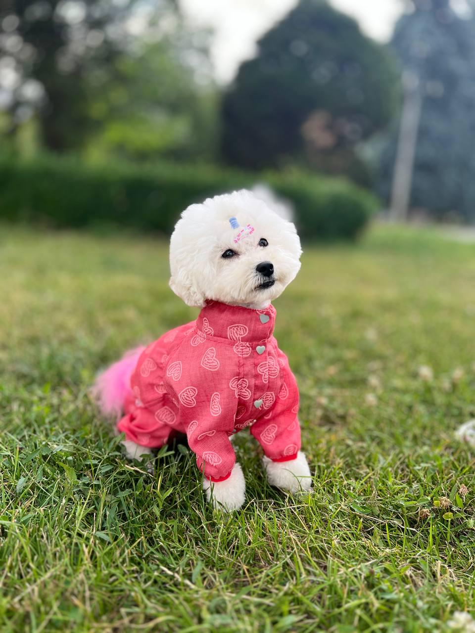 Dog Dust Suit like Lightweight, Full Body, 100% Cotton Protective ...