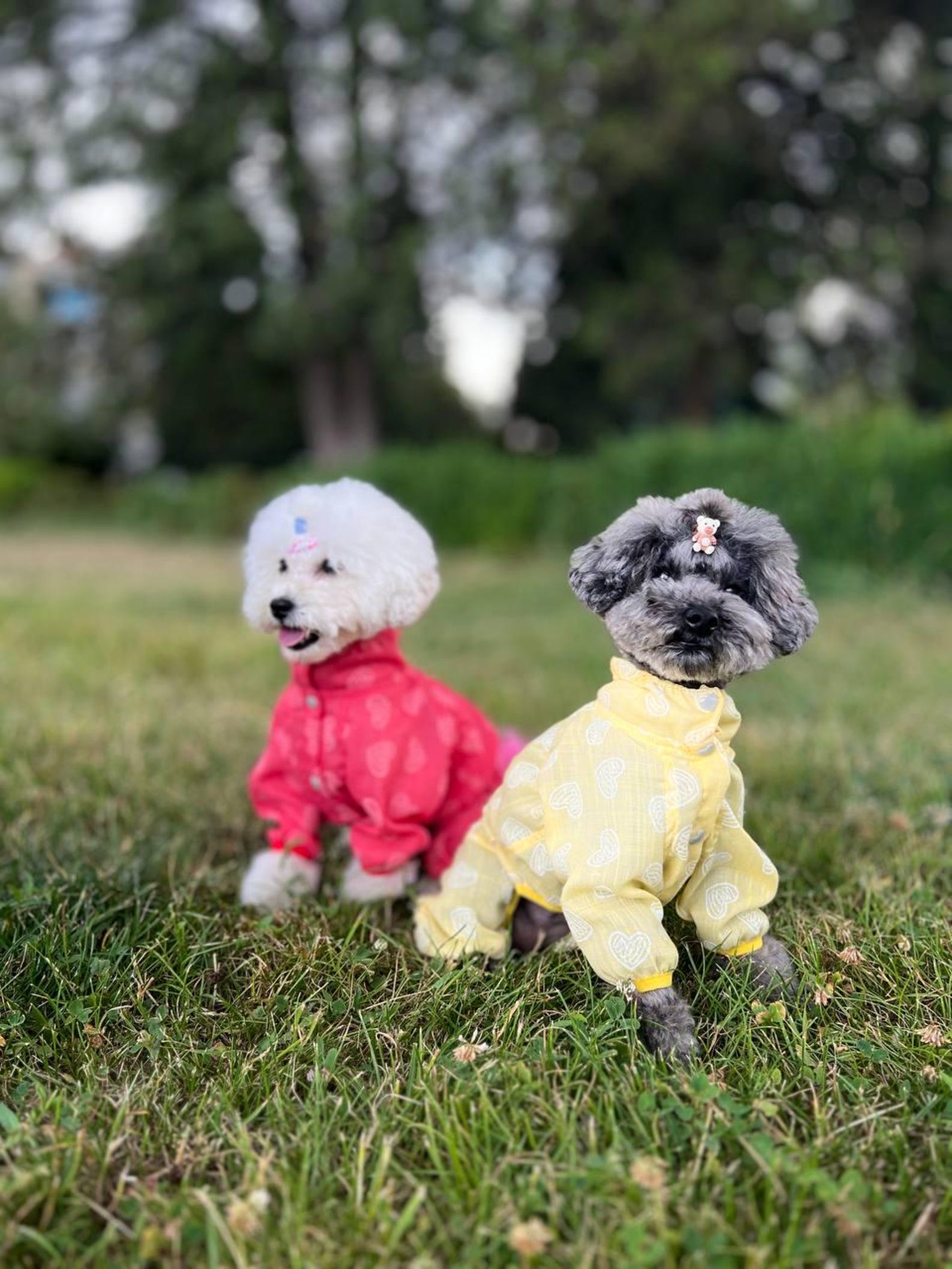 Dog Dust Suit like Lightweight, Full Body, 100% Cotton Protective ...