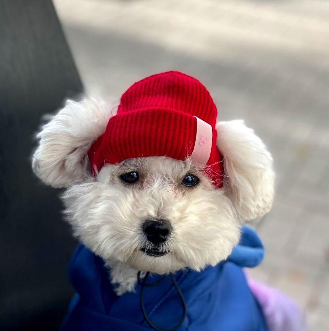Stylish Dog Red Beanie Hat With Ear Holes and Adjustable Drawstring - Etsy