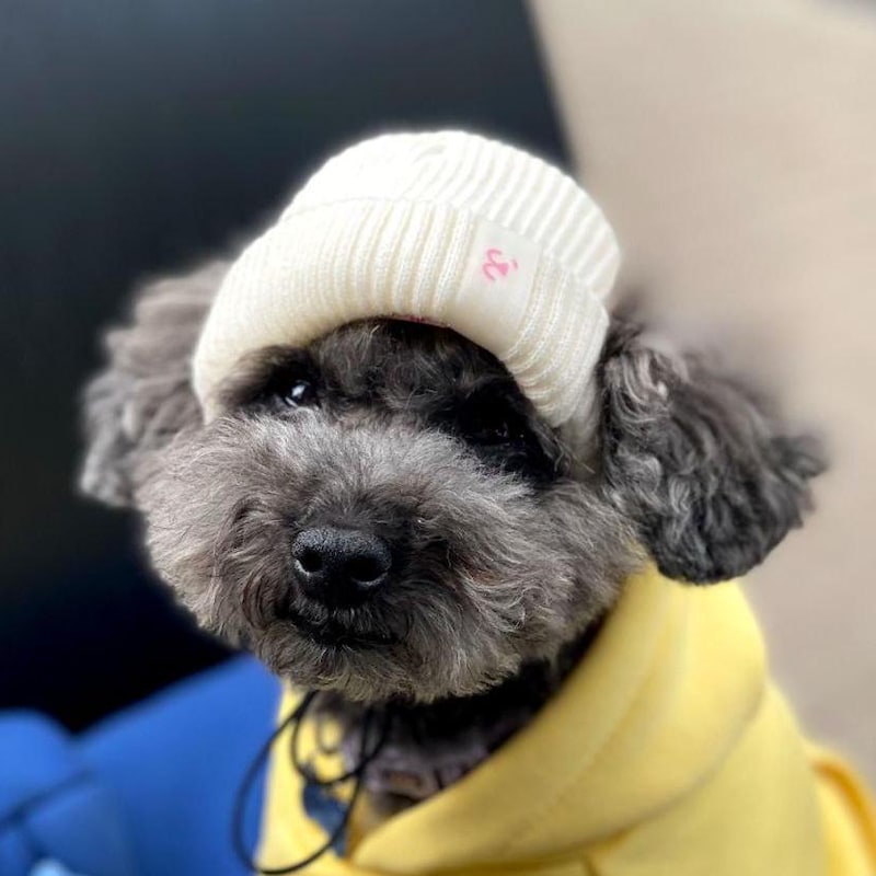 Dog Winter Hat - Etsy