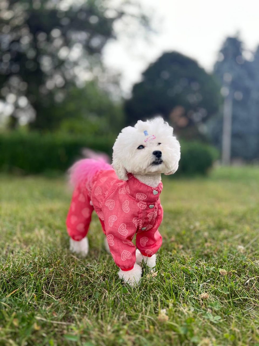 Dog Dust Suit like Lightweight, Full Body, 100% Cotton Protective ...