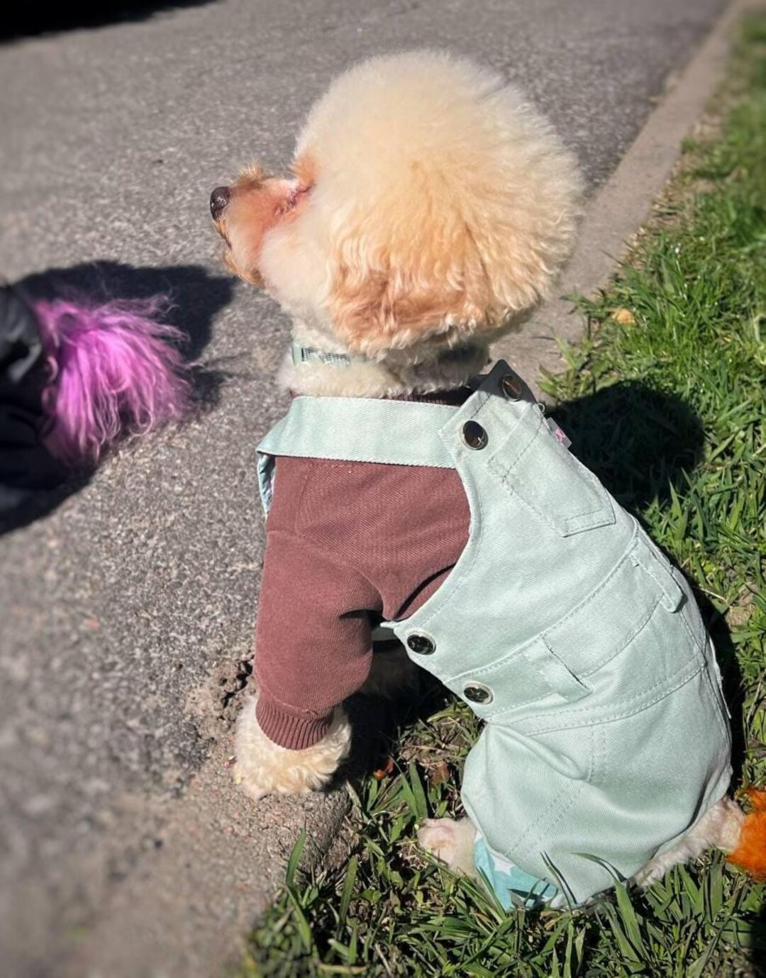 Cotton Dog Pants – Adjustable Overalls for Dogs Turquoise - Etsy