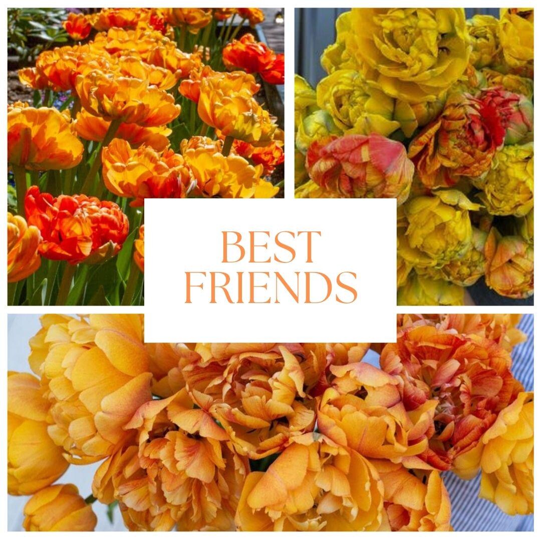 PREORDER Best Friends Tulip Mix 30 Bulbs - Etsy