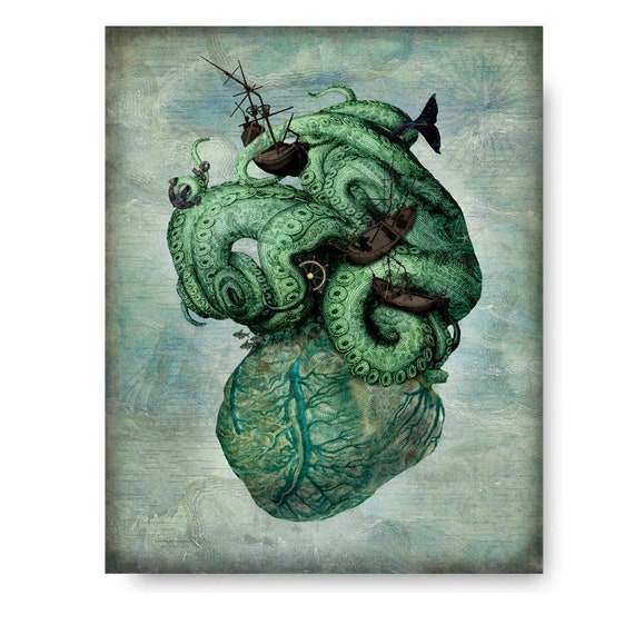 Octopus Anatomy Heart