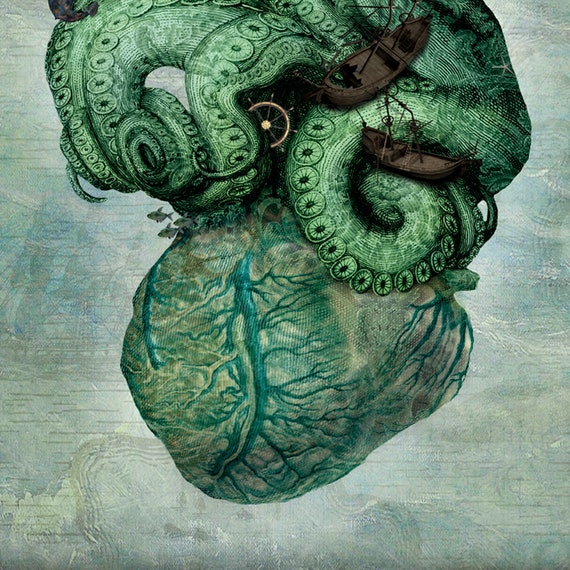 Octopus Anatomy Heart