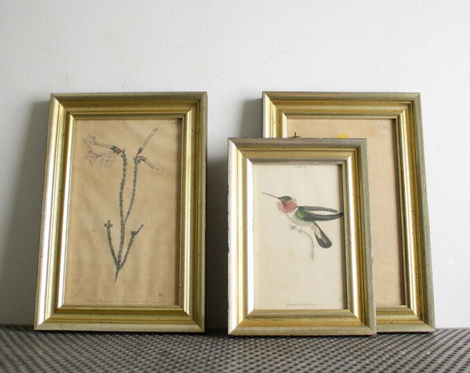 Trio of Antique Hand Colored Bookplates in Vintage Frames - 1700s - Etsy