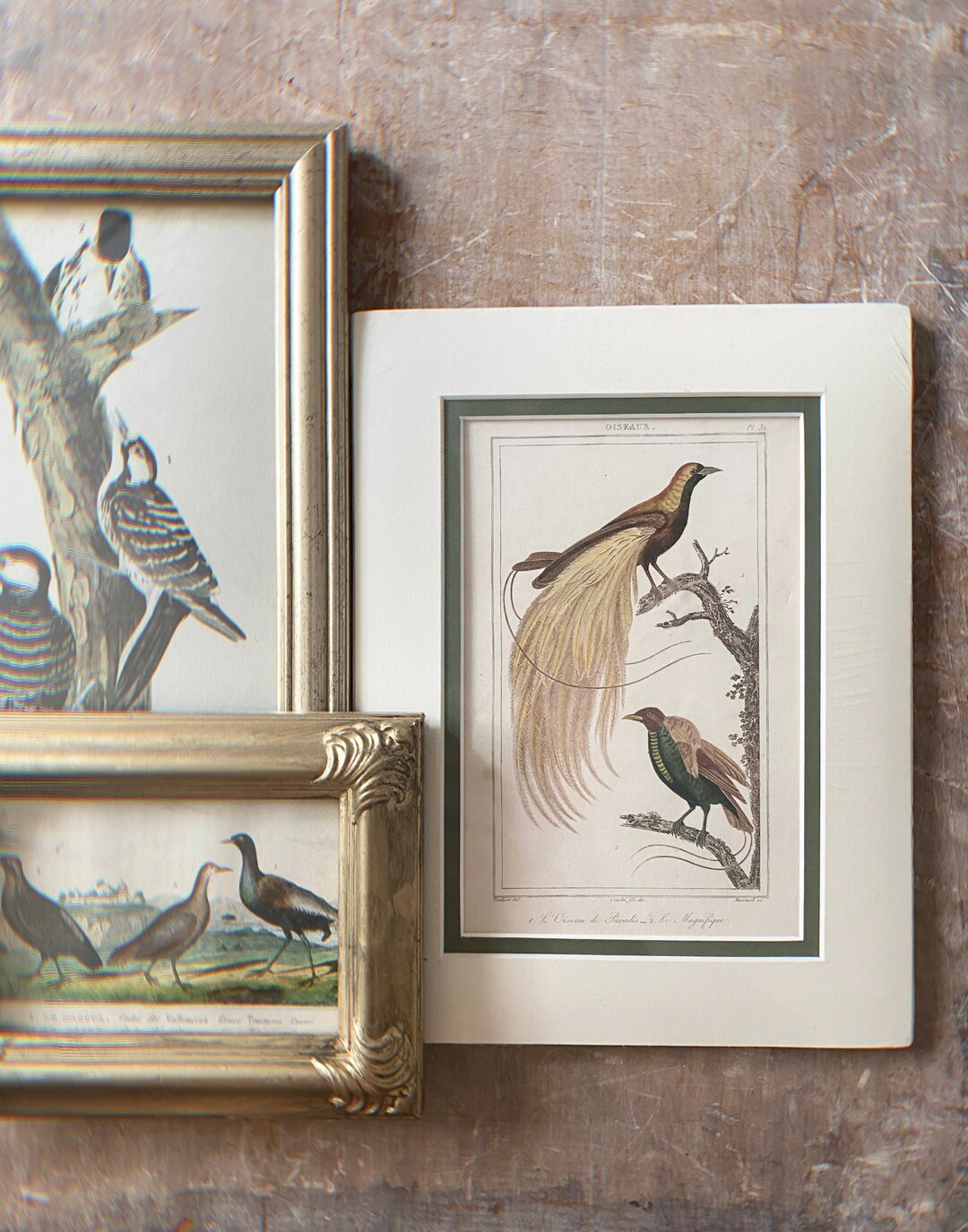 Antique Hand Colored Bird of Paradise - Les Magnifique Lithograph ...