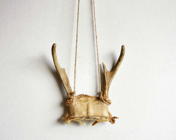 Little Vintage Antlers, Deer Rack With Skull, Woodland Tribal Home ...