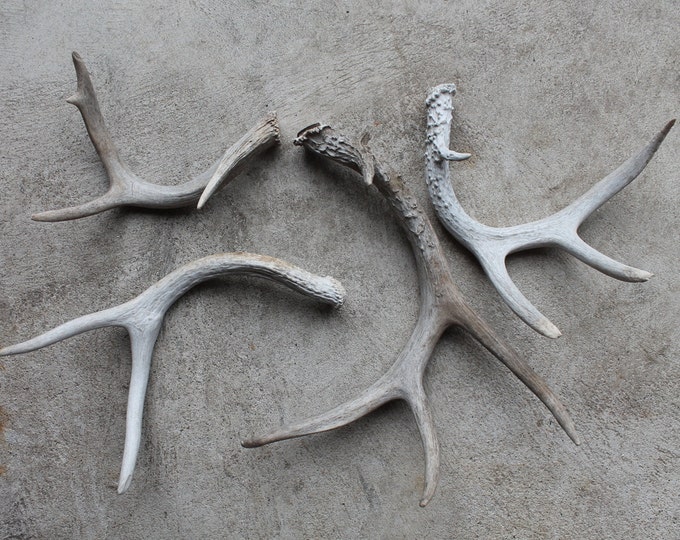 Vintage Grey Shed Antler, Rustic Tribal Woodland Wall Decor - Etsy