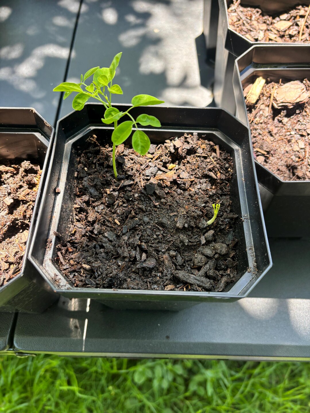 Moringa [preorder] 2 Plant Moringa Tree Seedlings 4 Inches or Taller - Etsy