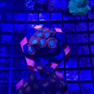 Frag Rack for Easy Propagation of Coral - Etsy