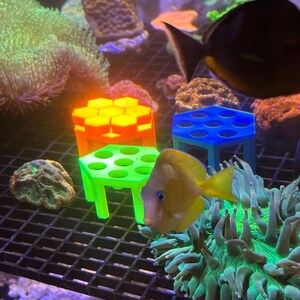 Frag Rack for Easy Propagation of Coral - Etsy