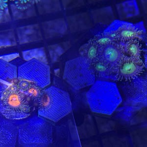 Frag Rack for Easy Propagation of Coral - Etsy