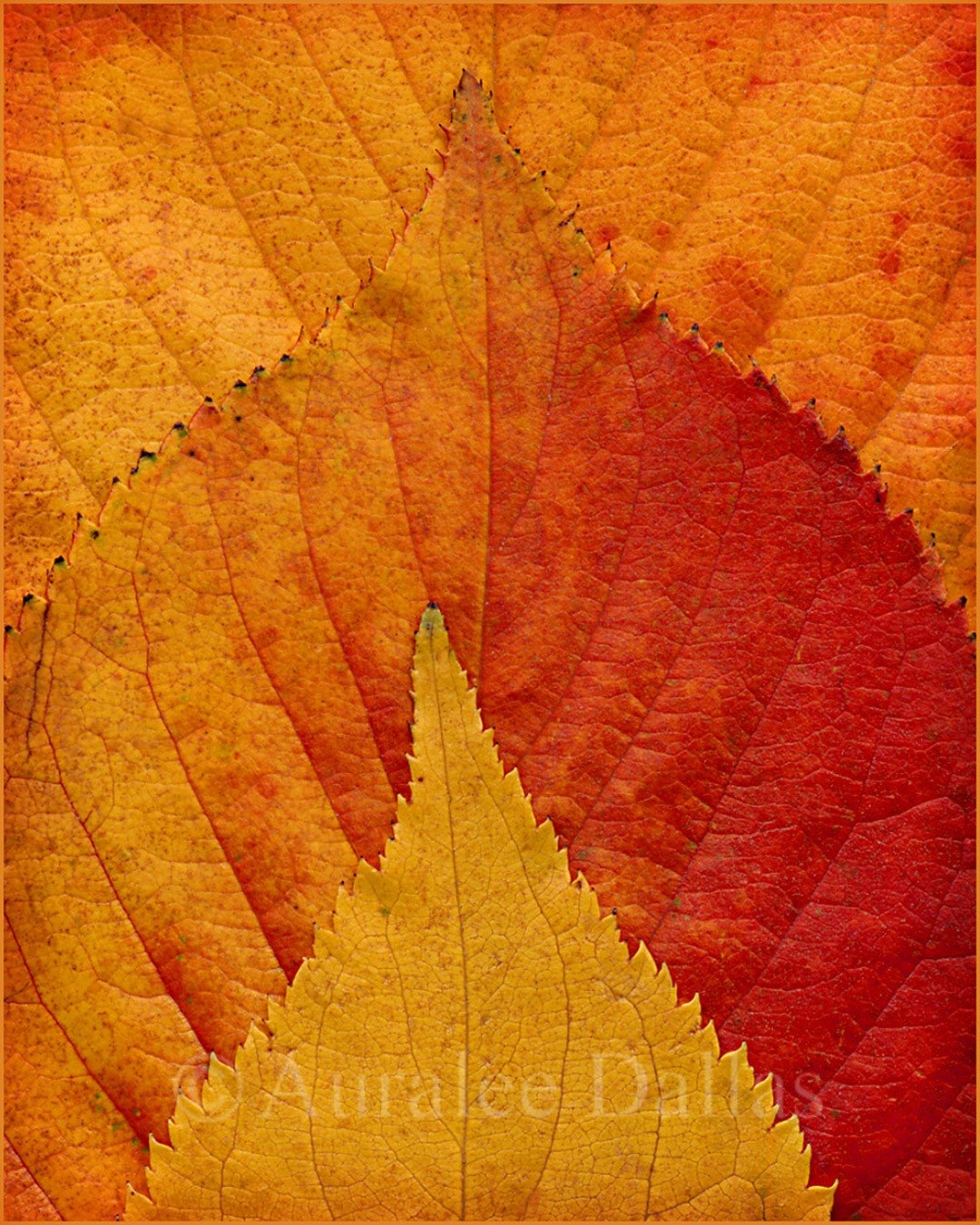 Fall Leaves Still Life Photograph Abstract Photo Gold Leaves Orange ...