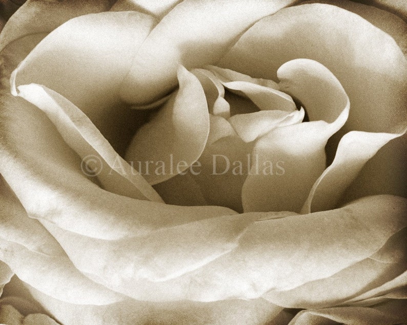 Sepia Rose Fine Art Photograph Warm Brown and Creamy White Wall Decor ...