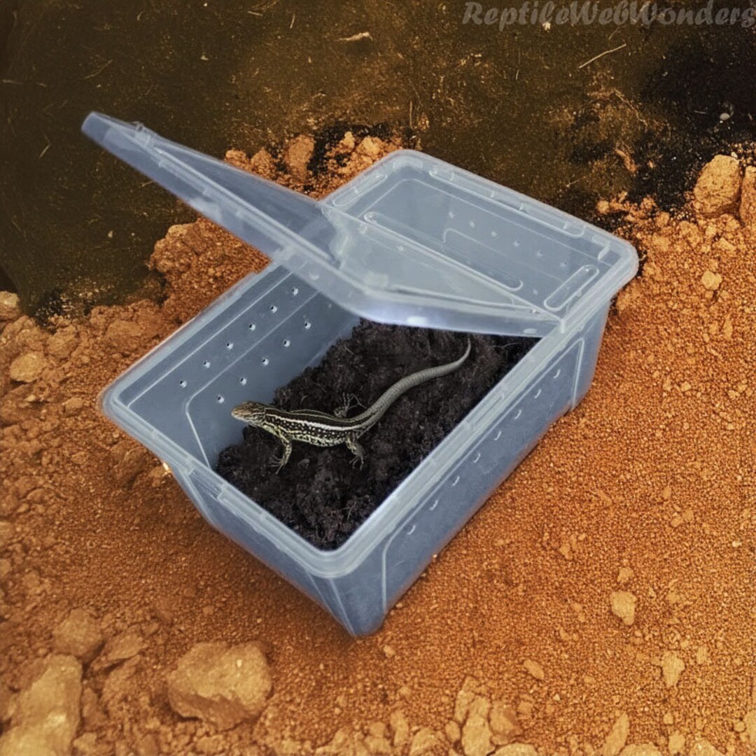 Transparent Plastic Reptile Breeding Box Habitat for Lizards,snakes ...