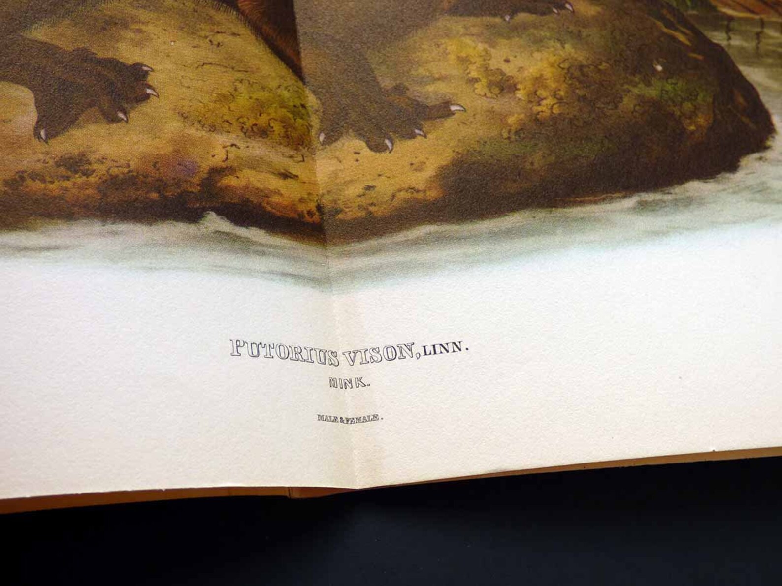 Male & Female MINK Putorius Vison 1940 John James Audubon - Etsy