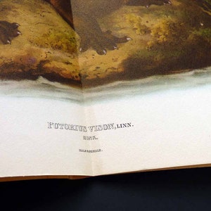 Male & Female MINK Putorius Vison 1940 John James Audubon - Etsy