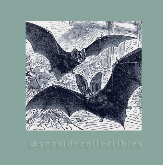 VAMPIRE Bat Family Dwarf Horseshoe Nose Bat 1912 Biological - Etsy