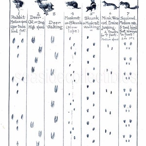 Animal Tracks in the Snow 2 Antique 1826 Children's Naturalist Book Art ...