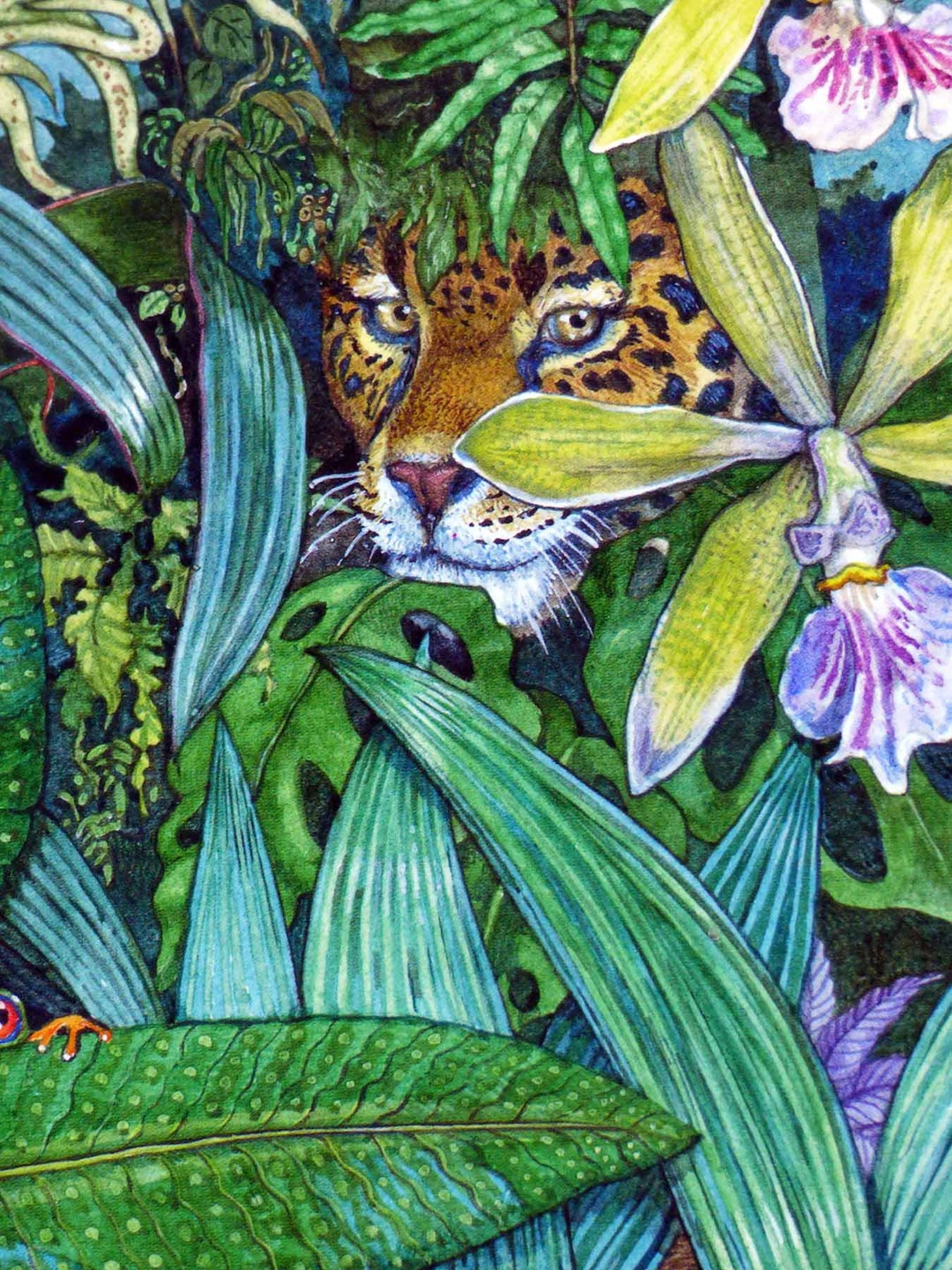 The Umbrella Written & Illustrated by Jan Brett A Rainforest Animal ...