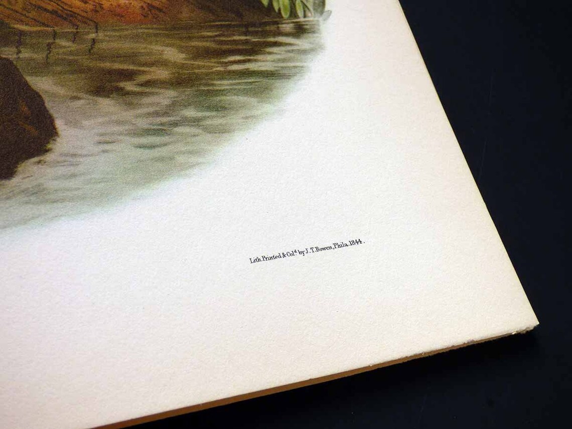 Male & Female MINK Putorius Vison 1940 John James Audubon - Etsy