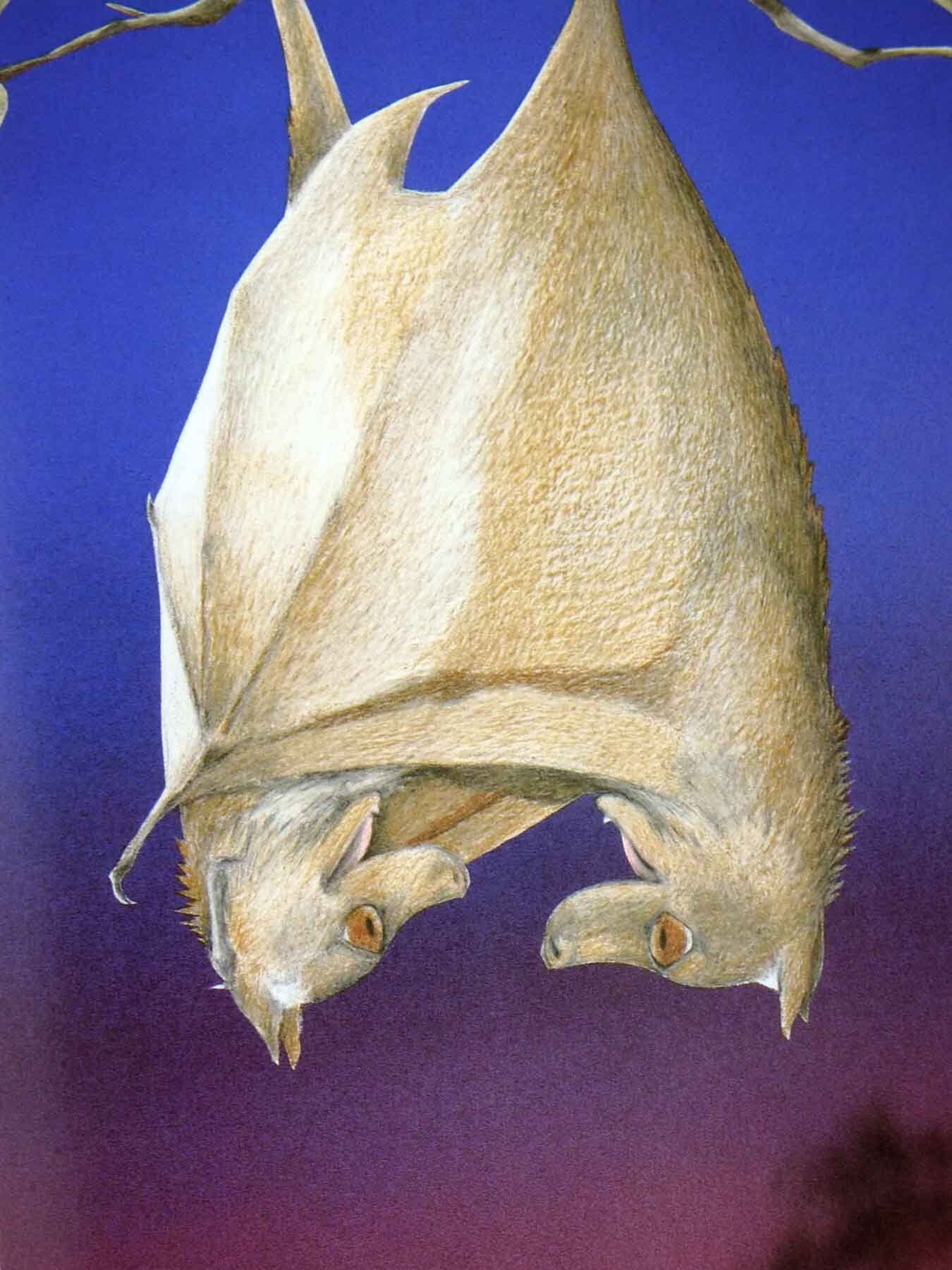 Stellaluna Owl