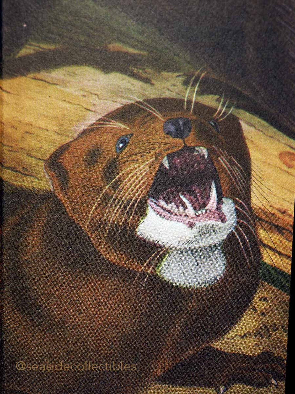 Male & Female MINK Putorius Vison 1940 John James Audubon - Etsy