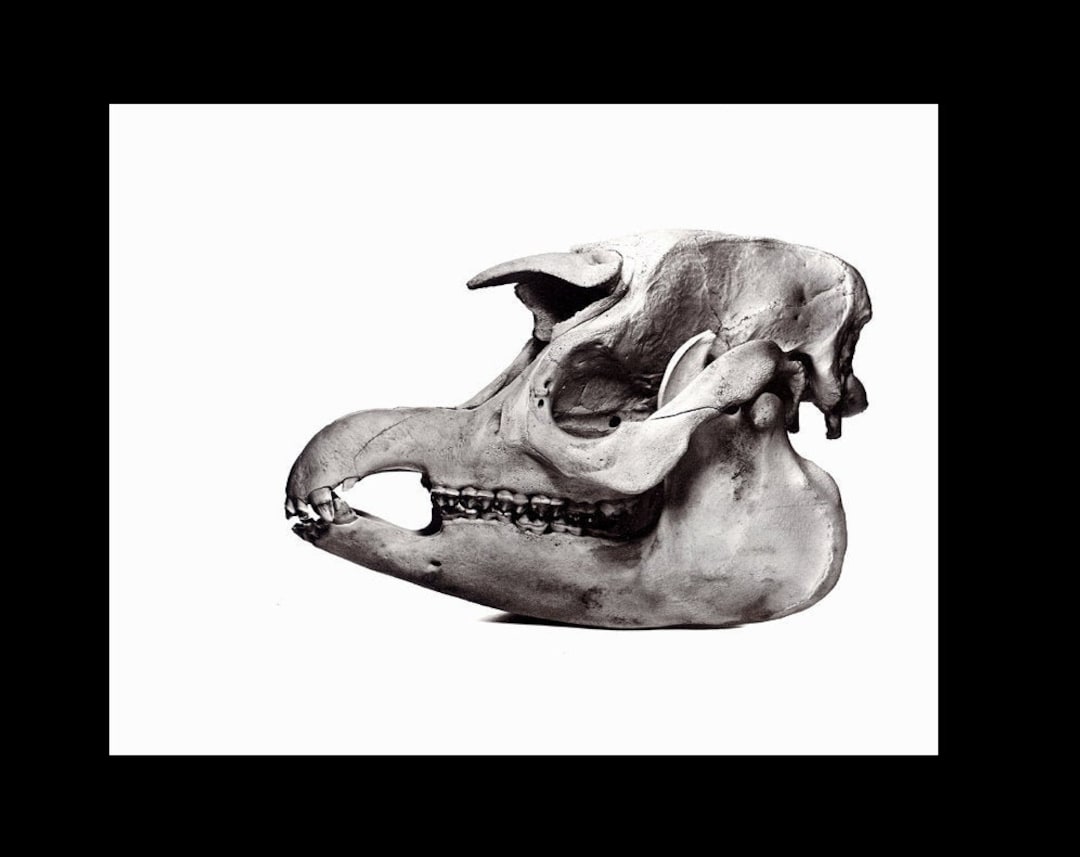 TAPIR Animal Skull Photographed by Irving Penn 1980s Fine Art - Etsy