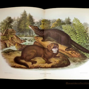 Male & Female MINK Putorius Vison 1940 John James Audubon - Etsy