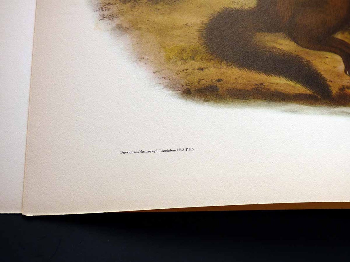 Male & Female MINK Putorius Vison 1940 John James Audubon - Etsy